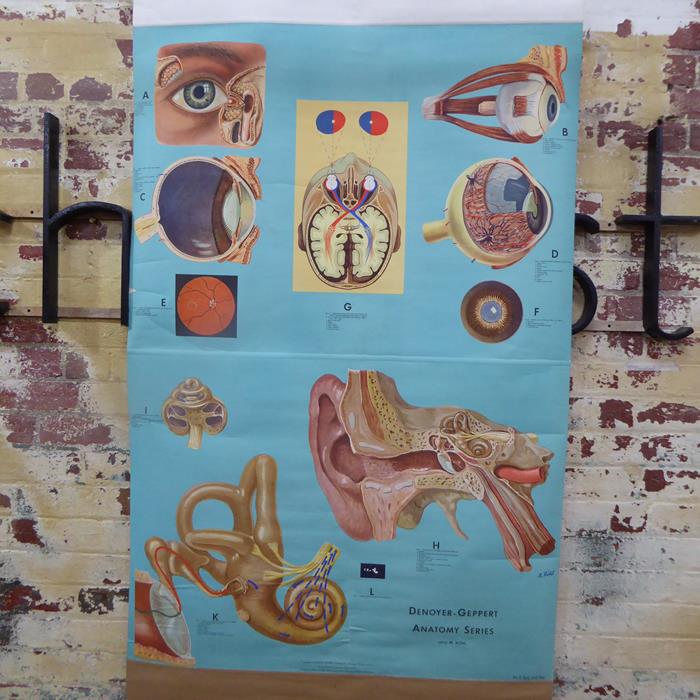 EYE AND EAR CHART, DENOYER GEPPERT (USA) - Mark Denver